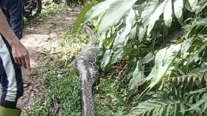 Mangsa Anak Sapi, Ular Piton Ukuran 5 Meter Ini Mati Ditebas Warga Mangsa Anak Sapi, Ular Piton Ukuran 5 Meter Ini Mati Ditebas Warga