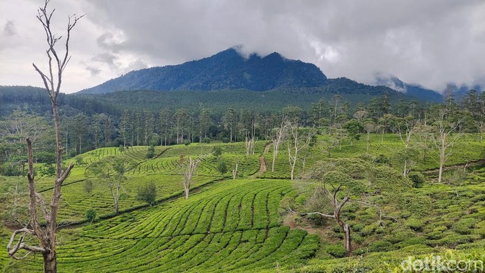 Pesona Hamparan Kebun Teh di Sukawana Bandung Barat
