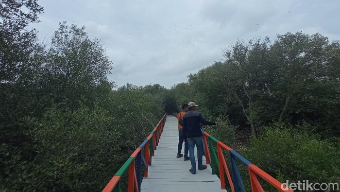 Sejuk dan Menenangkan, Wisata Mangrove di Cirebon