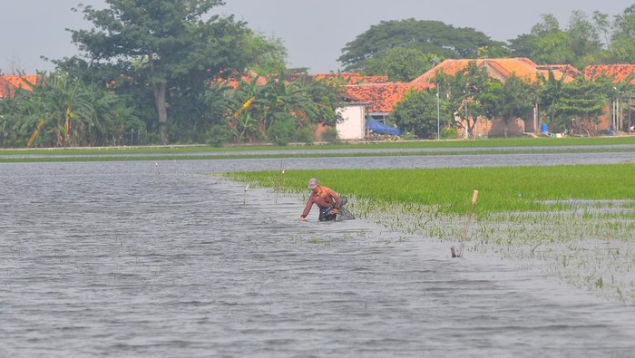 Ratusan Hektare Sawah di Kudus Gagal Panen Akibat Terendam Banjir