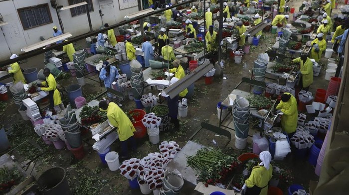 Kenya Jadi Salah Satu Pengekspor Bunga Terbesar di Dunia