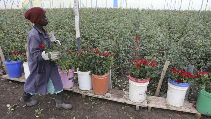 Kenya Jadi Salah Satu Pengekspor Bunga Terbesar di Dunia
