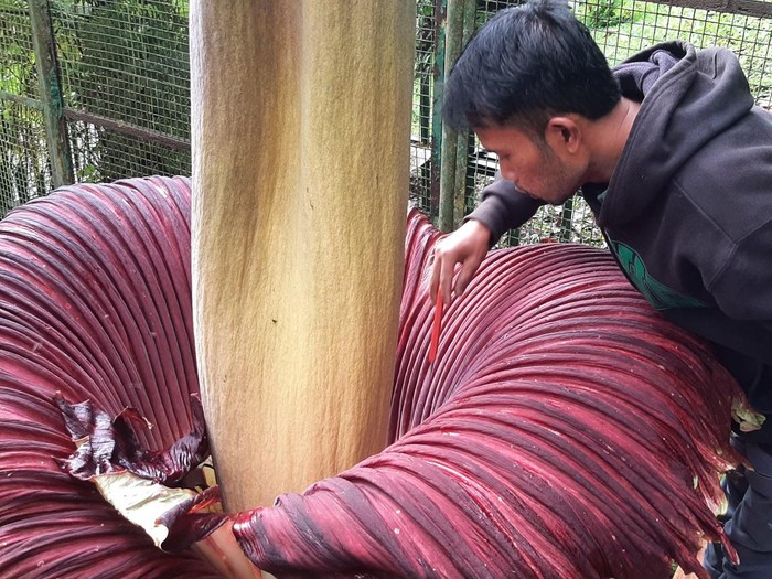 Potret Bunga Bangkai Mekar di Kebun Raya Cibodas, Tingginya Nyaris 3 Meter!