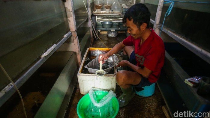 Mantap! Ikan Hasil Budi Daya di Bekasi Ini Tembus Pasar Luar Negeri