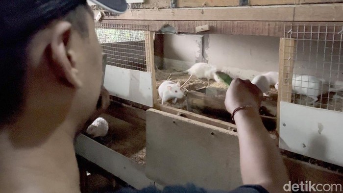 Budidaya Tikus Putih di Mojokerto