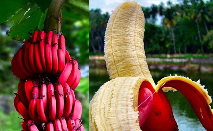 10 Varietas Pisang Unik yang Termasuk Langka di Dunia