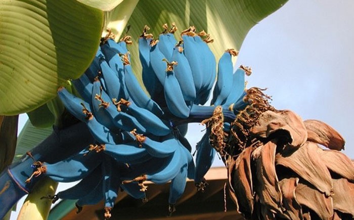 10 Varietas Pisang Unik yang Termasuk Langka di Dunia