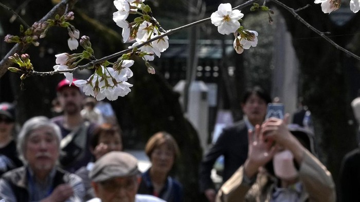 Bunga Sakura Mulai Bermekaran di Jepang