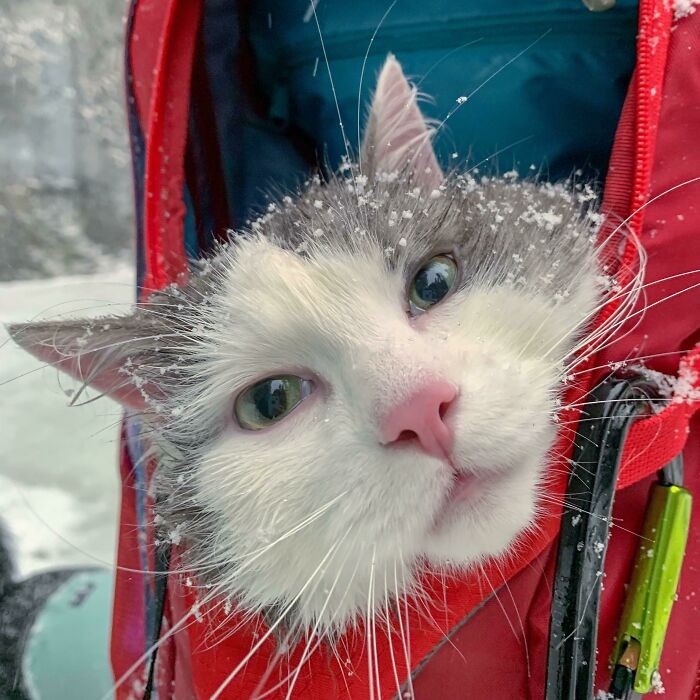 Pencinta Kucing Pasti Suka Lihat Foto-foto Menggemaskan Ini