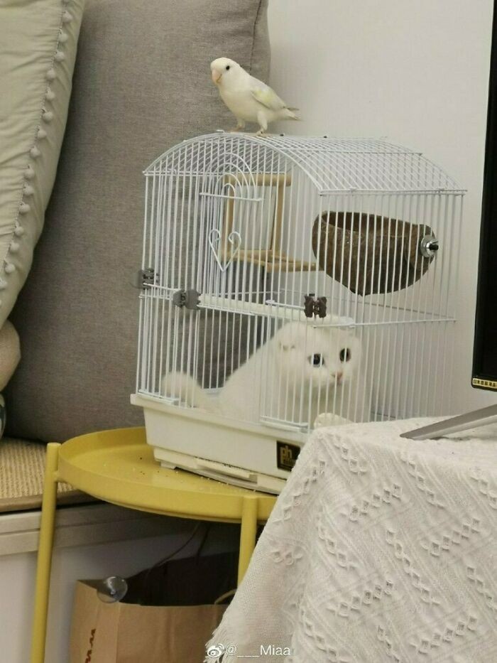 Pencinta Kucing Pasti Suka Lihat Foto-foto Menggemaskan Ini