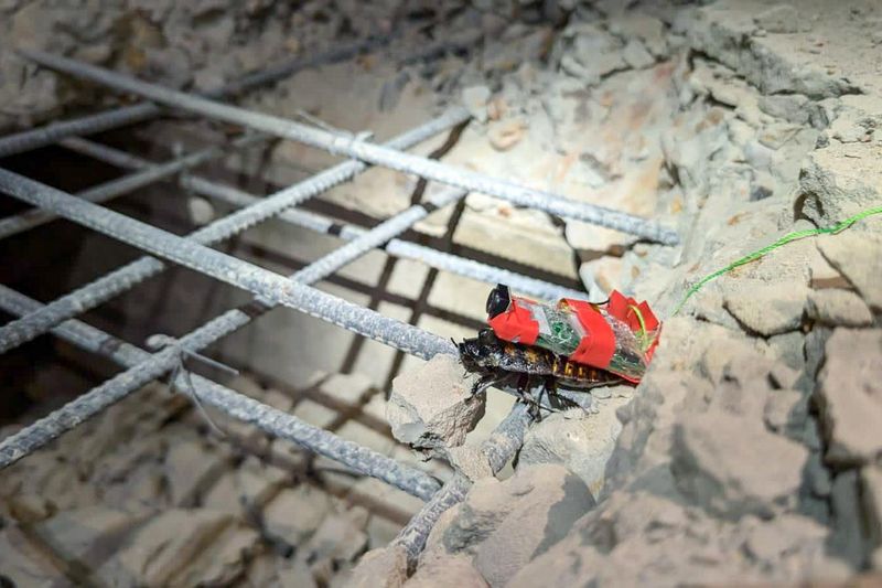 Cyborg Cockroaches Search Myanmar Earthquake Ruins – Archyde: Latest ... Cyborg Cockroaches Search Myanmar Earthquake Ruins – Archyde: Latest ...
