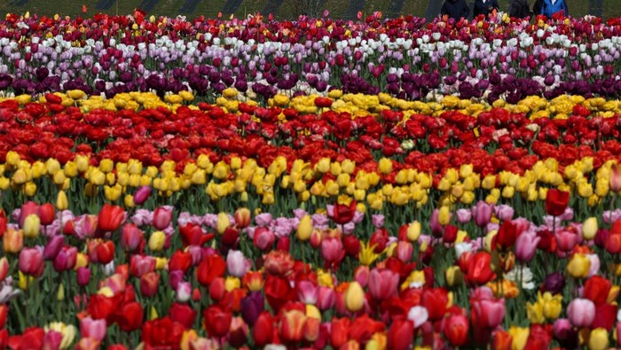 Pesona Sejuta Tulip Bermekaran di Inggris