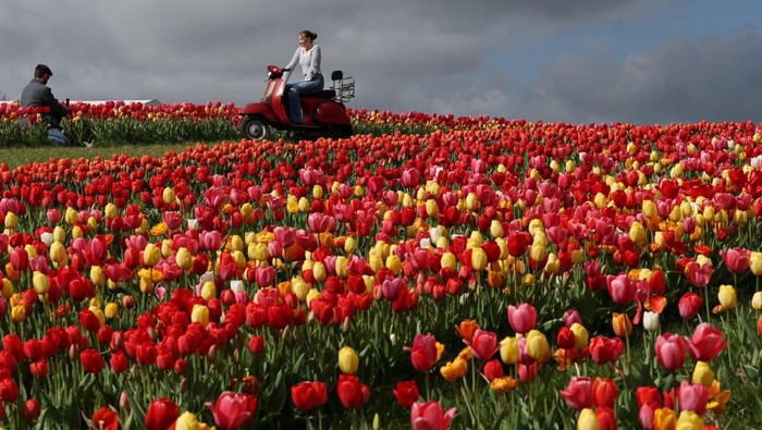 Pesona Sejuta Tulip Bermekaran di Inggris