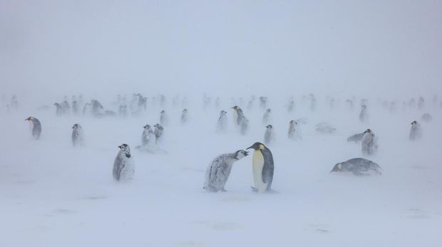 Penguin di 'Jalan Kematian' Viral di X, Ini Fakta tentang Satwa Kutub Itu