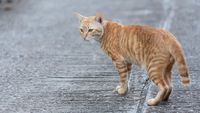 19 Cara Mengusir Kucing Liar yang Sering Berak dan Kencing Sembarangan