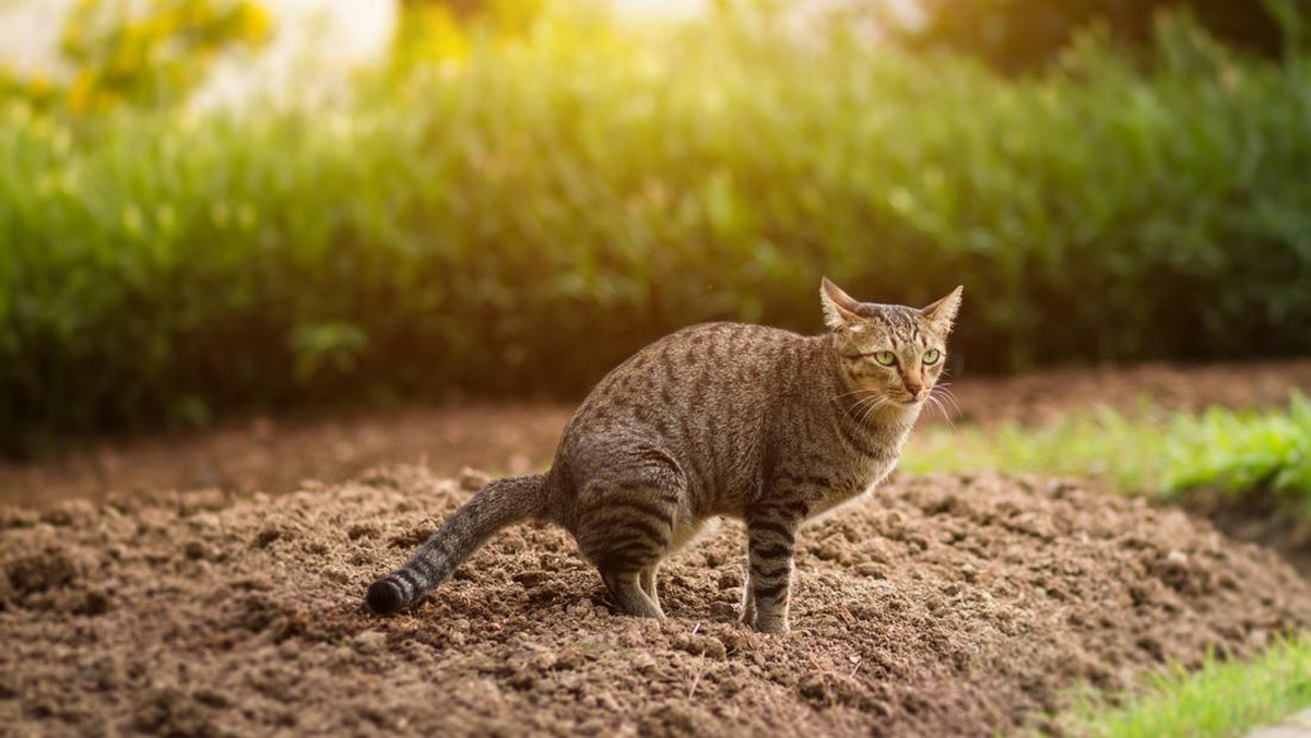 6 Cara Ampuh Cegah Kucing Liar Buang Kotoran di Halaman Rumah