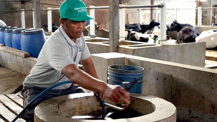 Melihat Produksi Susu di Pabrik Kejayan yang Ramah Lingkungan