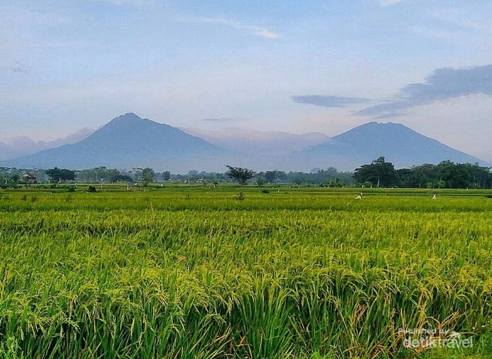 Napak Tilas Delanggu, Klaten: Antara Rojo Lele dan Gula Kolonial