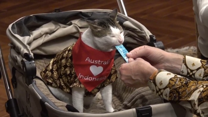 Kucing Prabowo 'Bobby Kertanegara' Curi Perhatian Para Tokoh Dunia