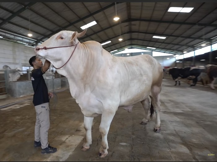 Ini 4 Sapi Jumbo Raffi Ahmad, Ada Jenis Bule Albino hingga Limosin
