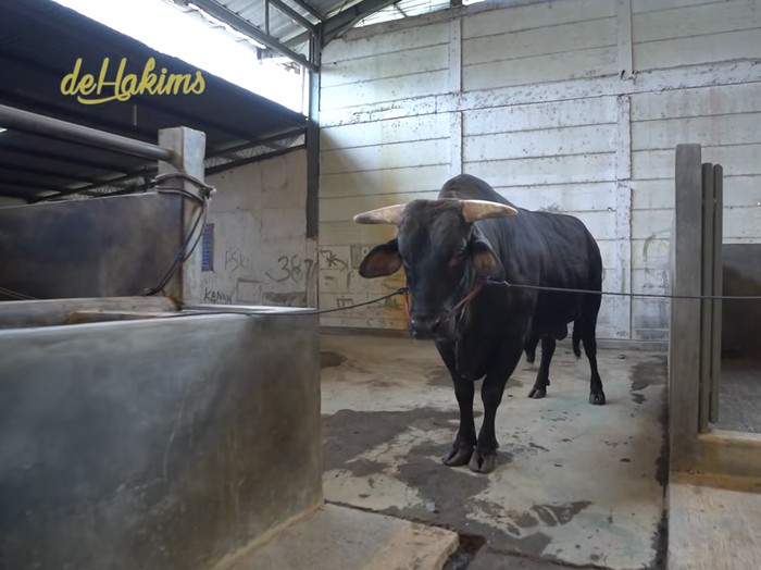 Ini 4 Sapi Jumbo Raffi Ahmad, Ada Jenis Bule Albino hingga Limosin