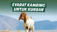 Syarat Kambing untuk Kurban