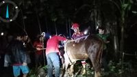 Byurrr! Sapi 3 Kuintal Nyemplung Sumur 12 Meter di Banyumas