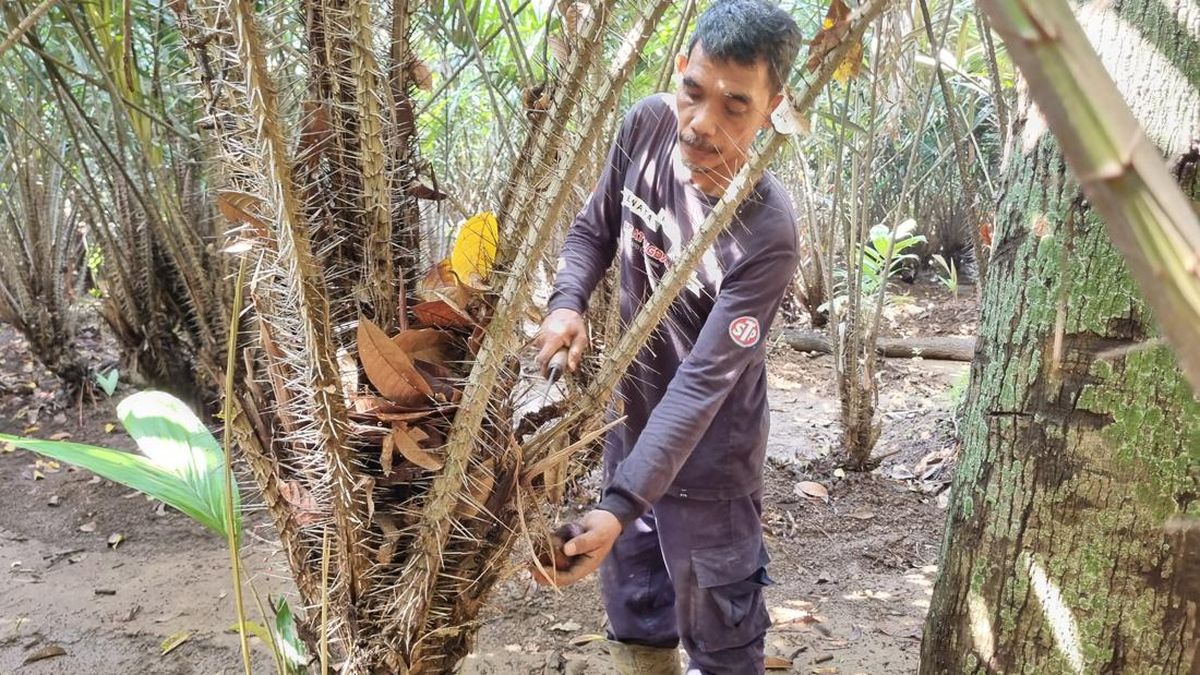 Salak Condet Jakarta