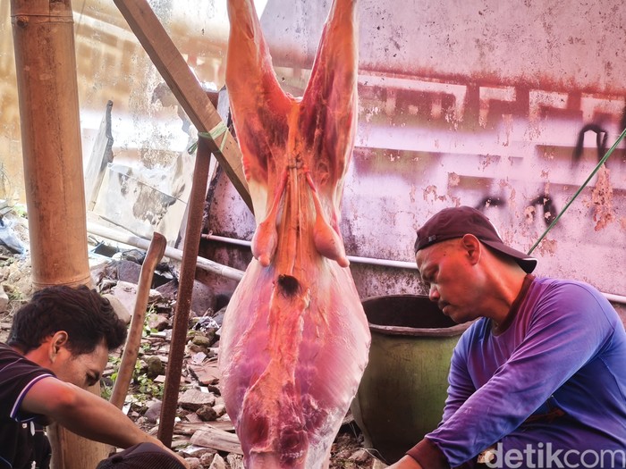 Penampakan Torpedo Kambing, Diyakini Bisa Dongkrak Vitalitas Pria