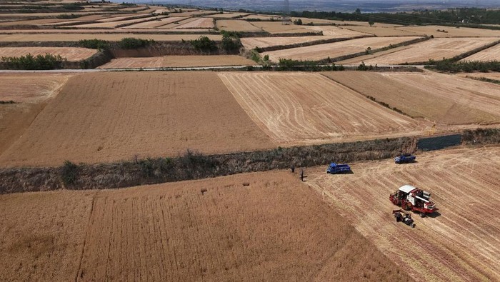 Musim Panen Jadi Musim Merana di Ladang Gandum China