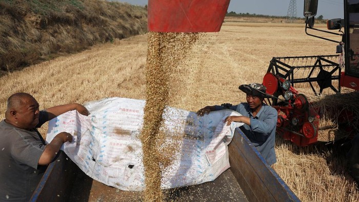 Musim Panen Jadi Musim Merana di Ladang Gandum China