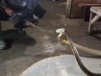 Raja Ular Dengan Luka Bekas Tembak Bikin Geger Warga