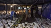 Peternak Menjerit Harga Ayam di Bawah HPP: Panen Malah Tekor!
