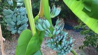 Blue Java Banana, Pisang Langka Berwarna Biru dengan Tekstur Mirip Es Krim