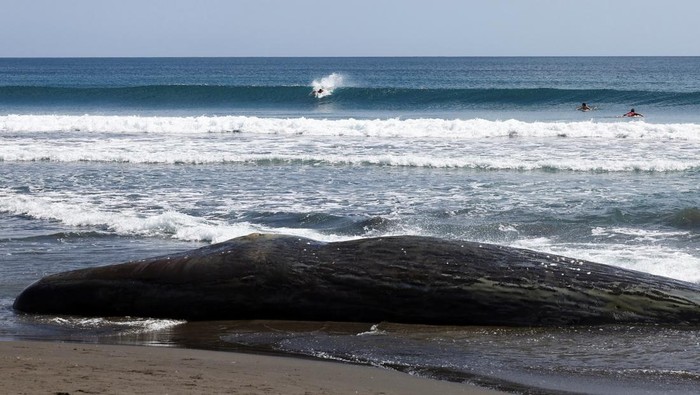 Penampakan Empat Bangkai Paus Terdampar di Pantai Chiba Jepang