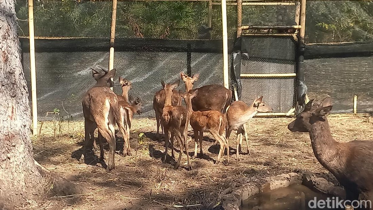 12 Rusa Timor dari Bali Zoo Dilepasliarkan di Taman Nasional Bali Barat