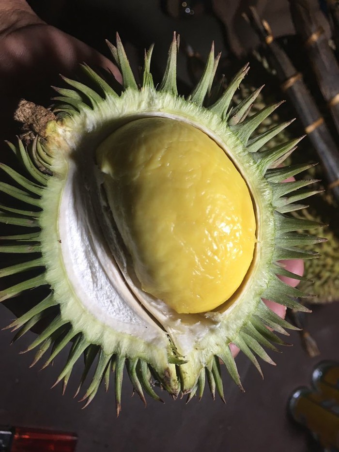 Unik! 10 Jenis Durian Ini Bentuk dan Daging Buahnya Berbeda
