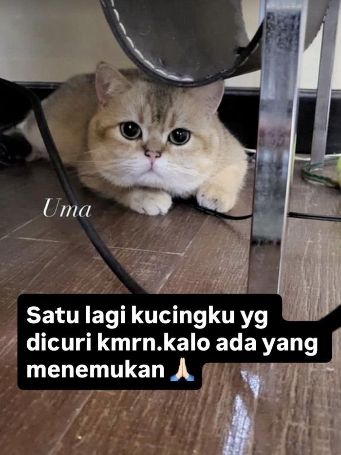 Sherina Munaf Update Keberadaan Kucing-kucing Uya Kuya yang Dijarah