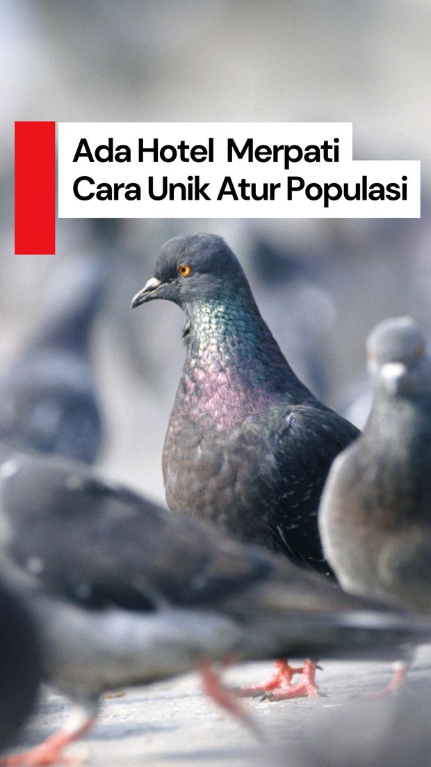 Video: Hotel Merpati, Cara Berlin Atur Populasi Burung Kota