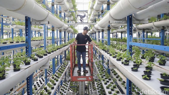 Ladang Hidroponik Vertikal di Jakarta Hasilkan 2 Ton Sayur Tiap Bulan