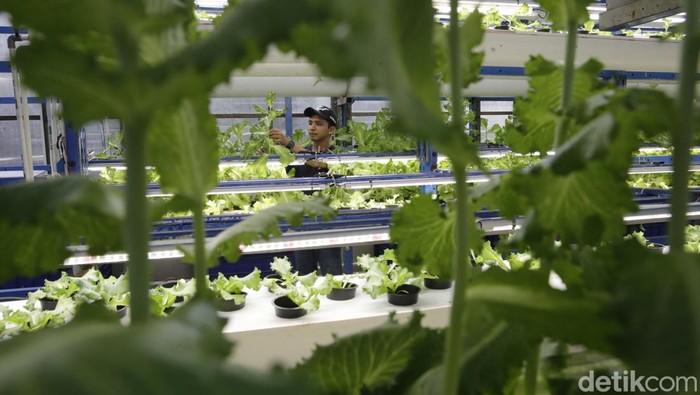 Ladang Hidroponik Vertikal di Jakarta Hasilkan 2 Ton Sayur Tiap Bulan