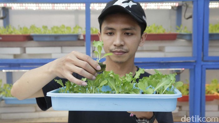 Ladang Hidroponik Vertikal di Jakarta Hasilkan 2 Ton Sayur Tiap Bulan