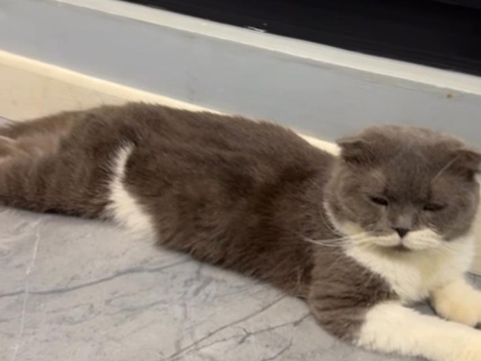 Alhamdulillah... Uya Kuya Perlihatkan Kucing yang Sudah Kembali