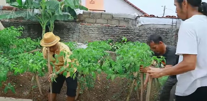Narji Kini Jadi Petani, Bagikan Tips Mudah Menanam Pohon Cabai