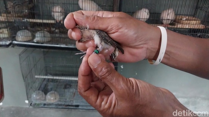 Melihat Perternakan Burung Perkutut di Malang