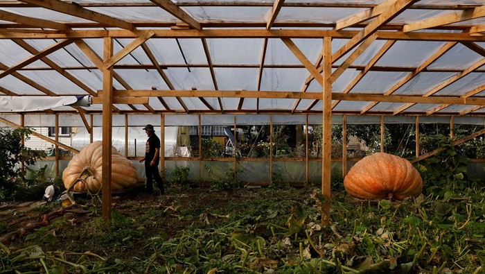 Penampakan Labu Raksasa yang Gegerkan Rusia, Beratnya Nyaris 1 Ton