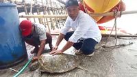 Kasihan, Penyu Hijau Penuh Parasit Ditemukan di Pantai Pangandaran
