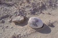 Langka! Telur Dinosaurus Ditemukan Sempurna Setelah 70 Juta Tahun