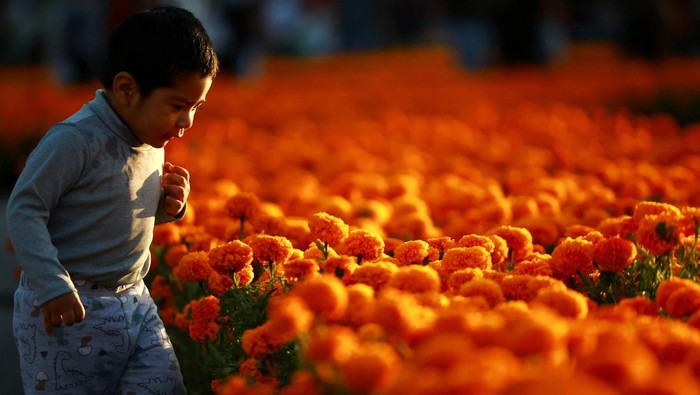 Hamparan Bunga Marigold Warnai Hari Arwah di Meksiko City