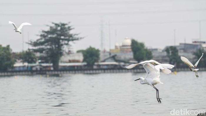 Potret Burung-Burung Air Bertahan di Tengah Kota
